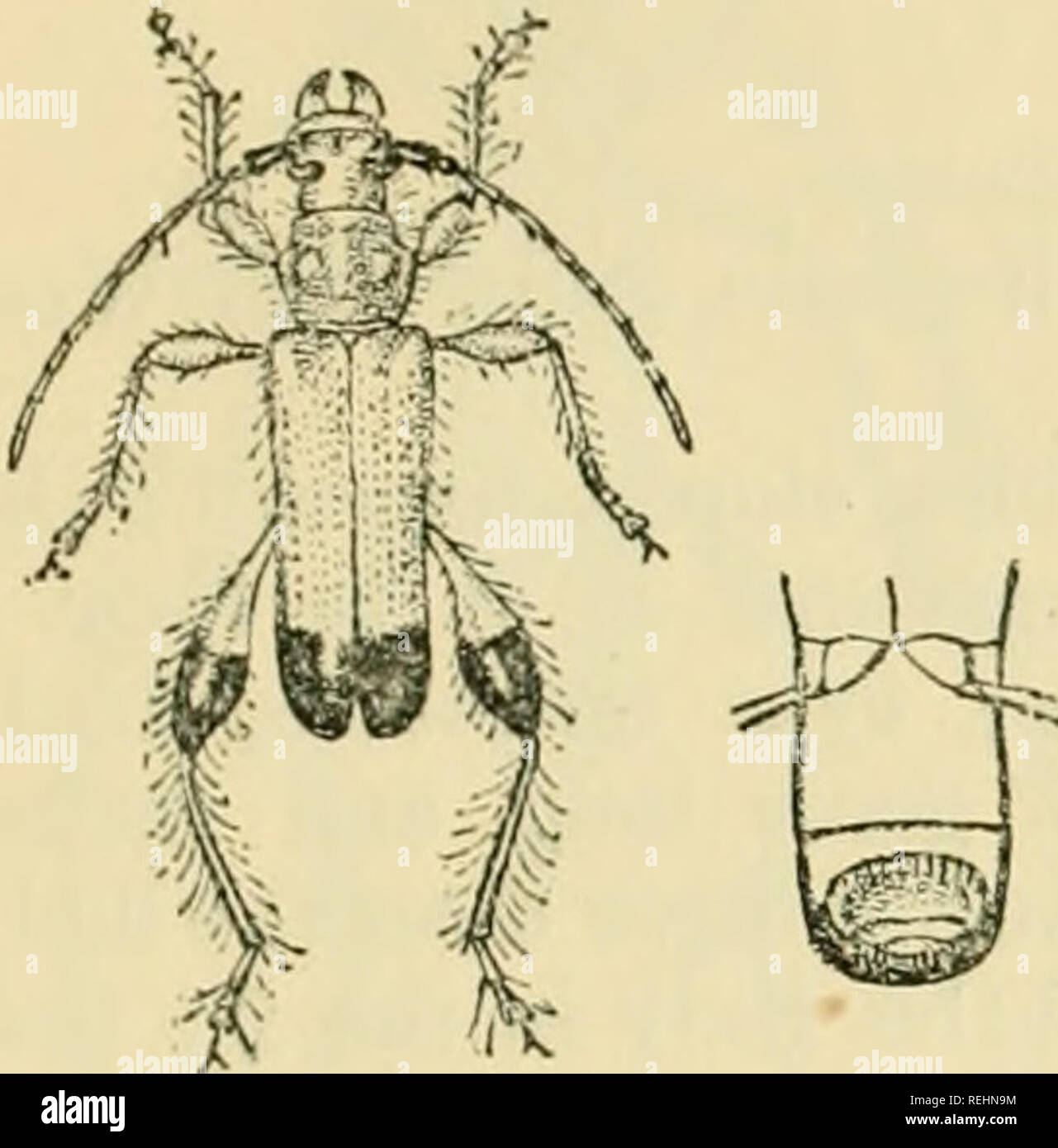 Dilated Antennae High Resolution Stock Photography and Images - Alamy