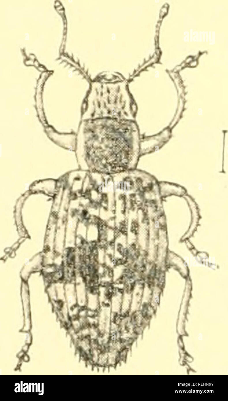 . Coleoptera. Rhynchophora:-CurculionidÃ¦,. Curculionidae. 280 ...