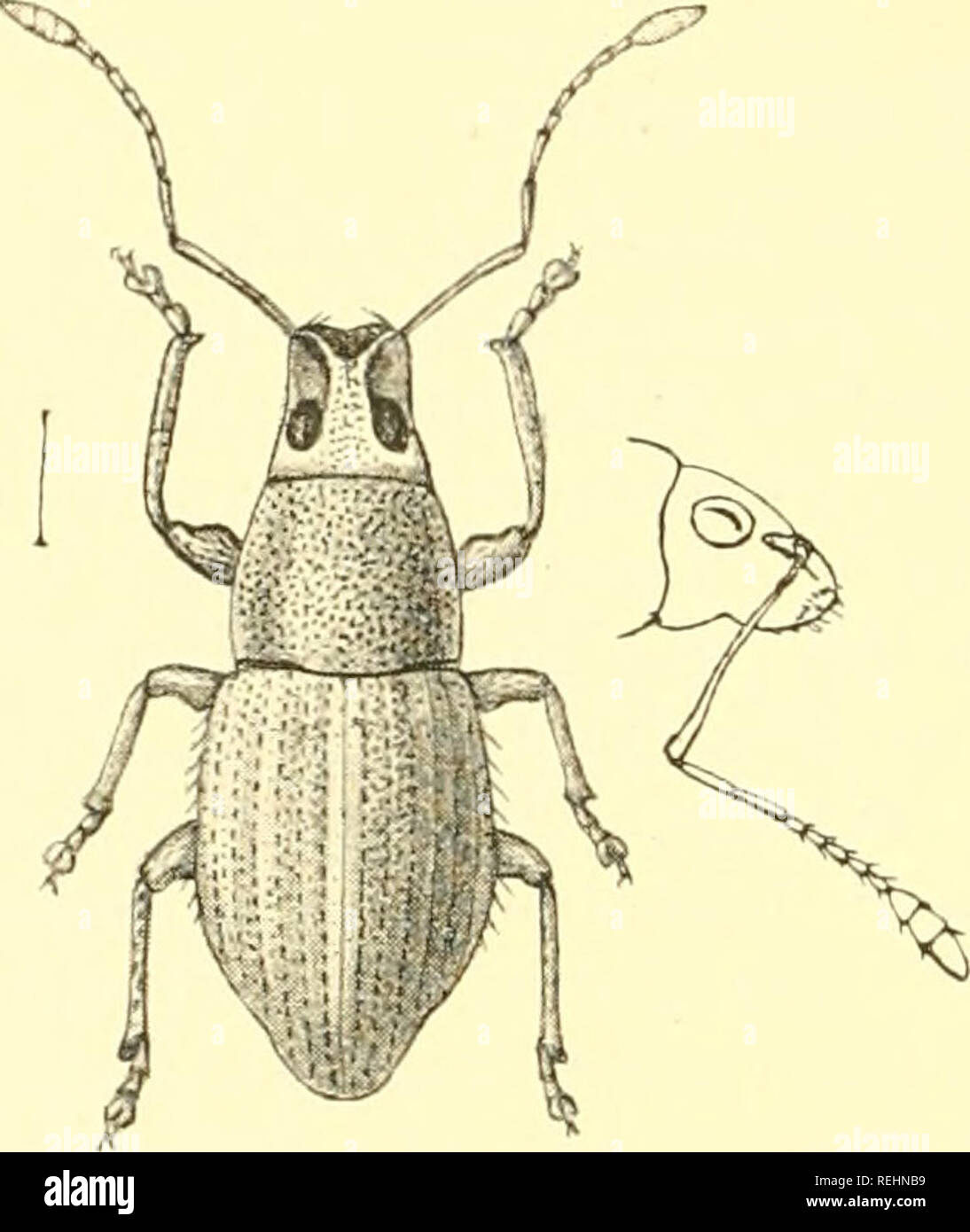 . Coleoptera. Rhynchophora:-Curculionidæ,. Curculionidae. 264 ...