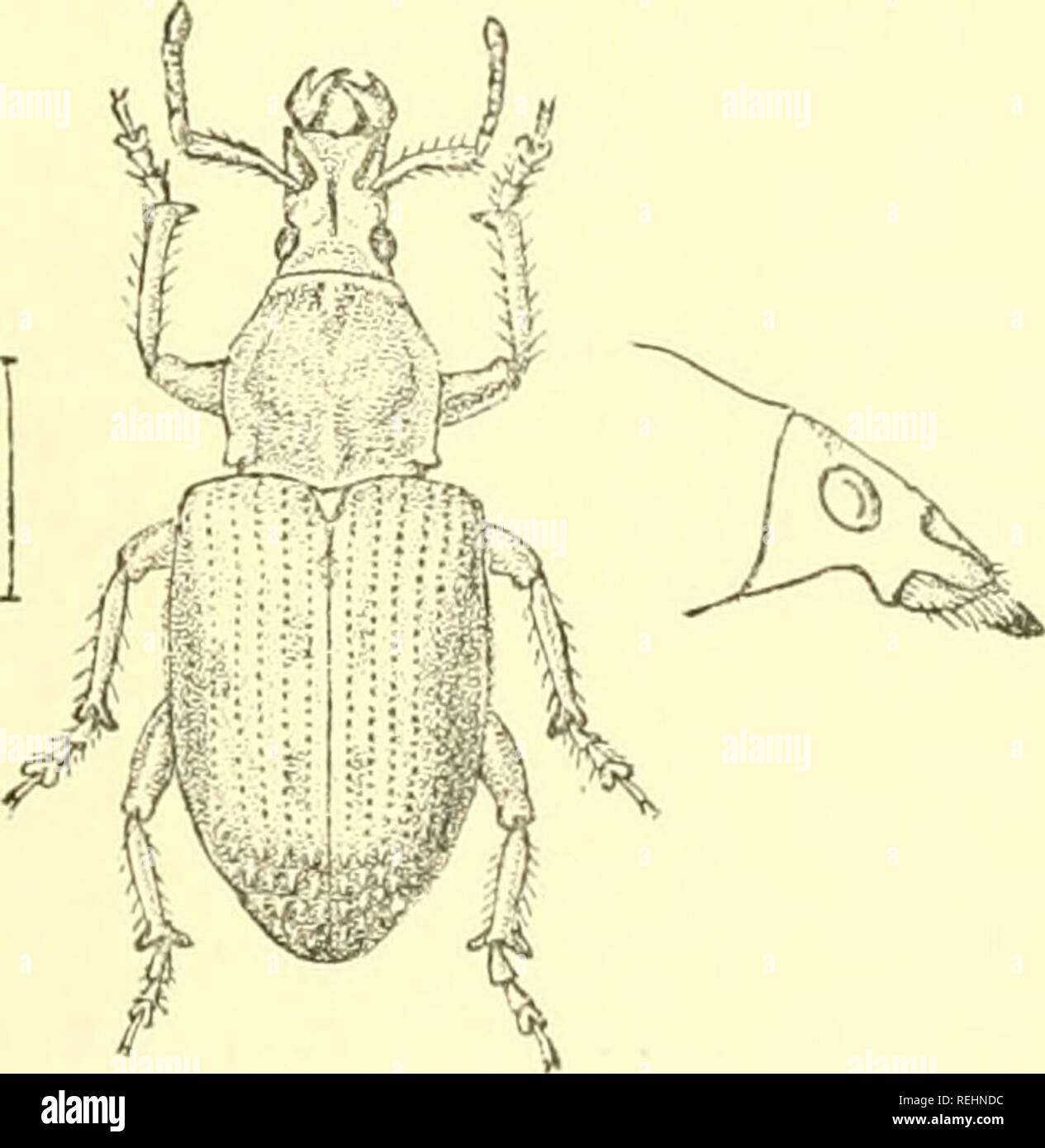 . Coleoptera. Rhynchophora:-Curculionidæ,. Curculionidae. NOTnOGNATHrS ...