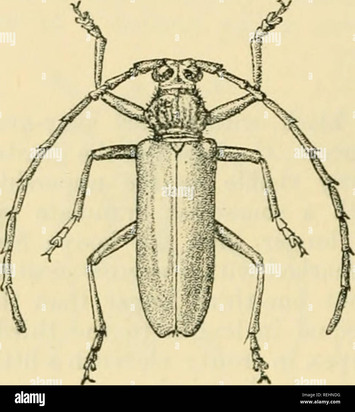 . Coleoptera. Vol. I. [Longicornia. Part I.]. Beetles; Cerambycidae ...