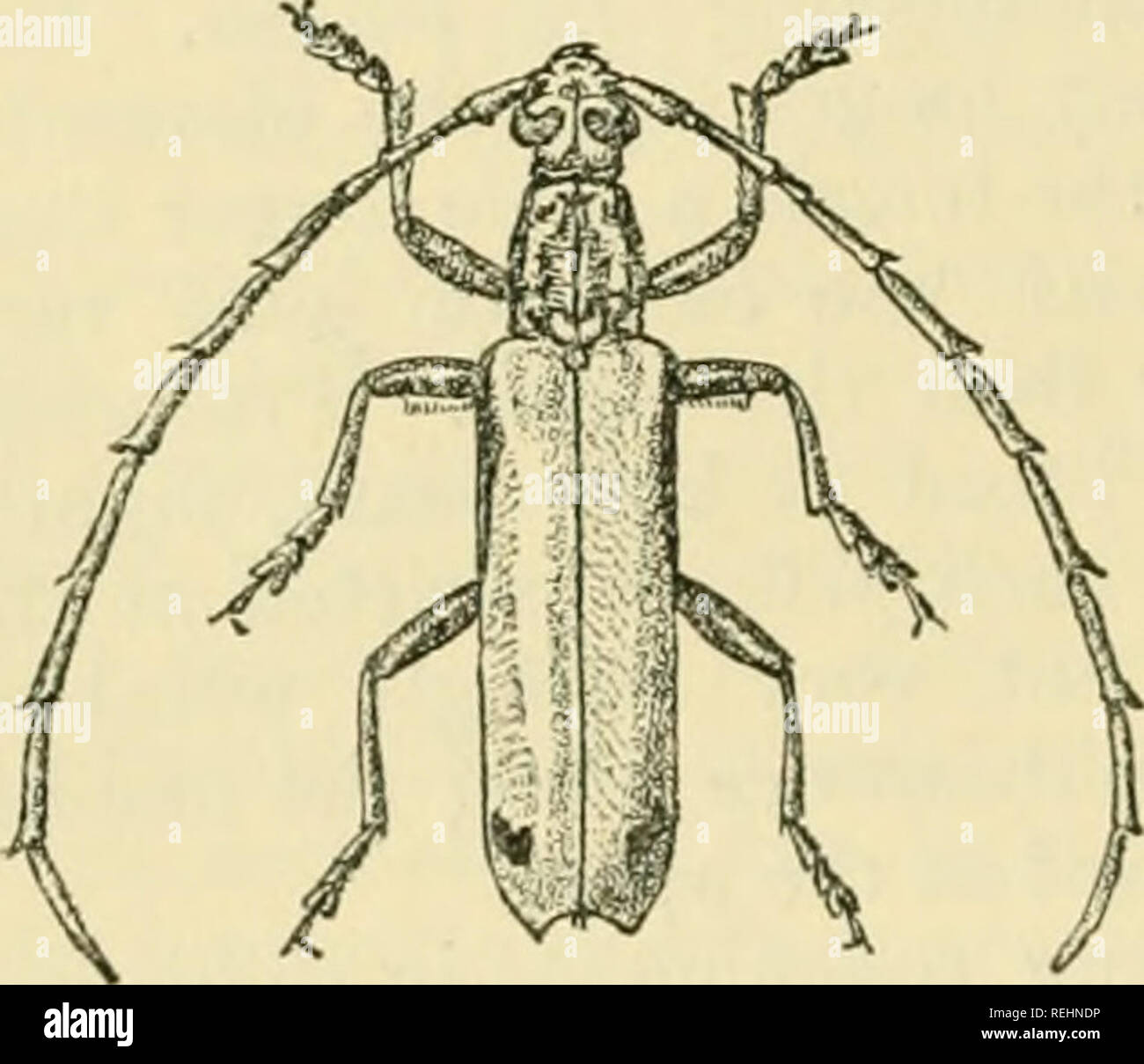Extended middle legs hi-res stock photography and images - Alamy