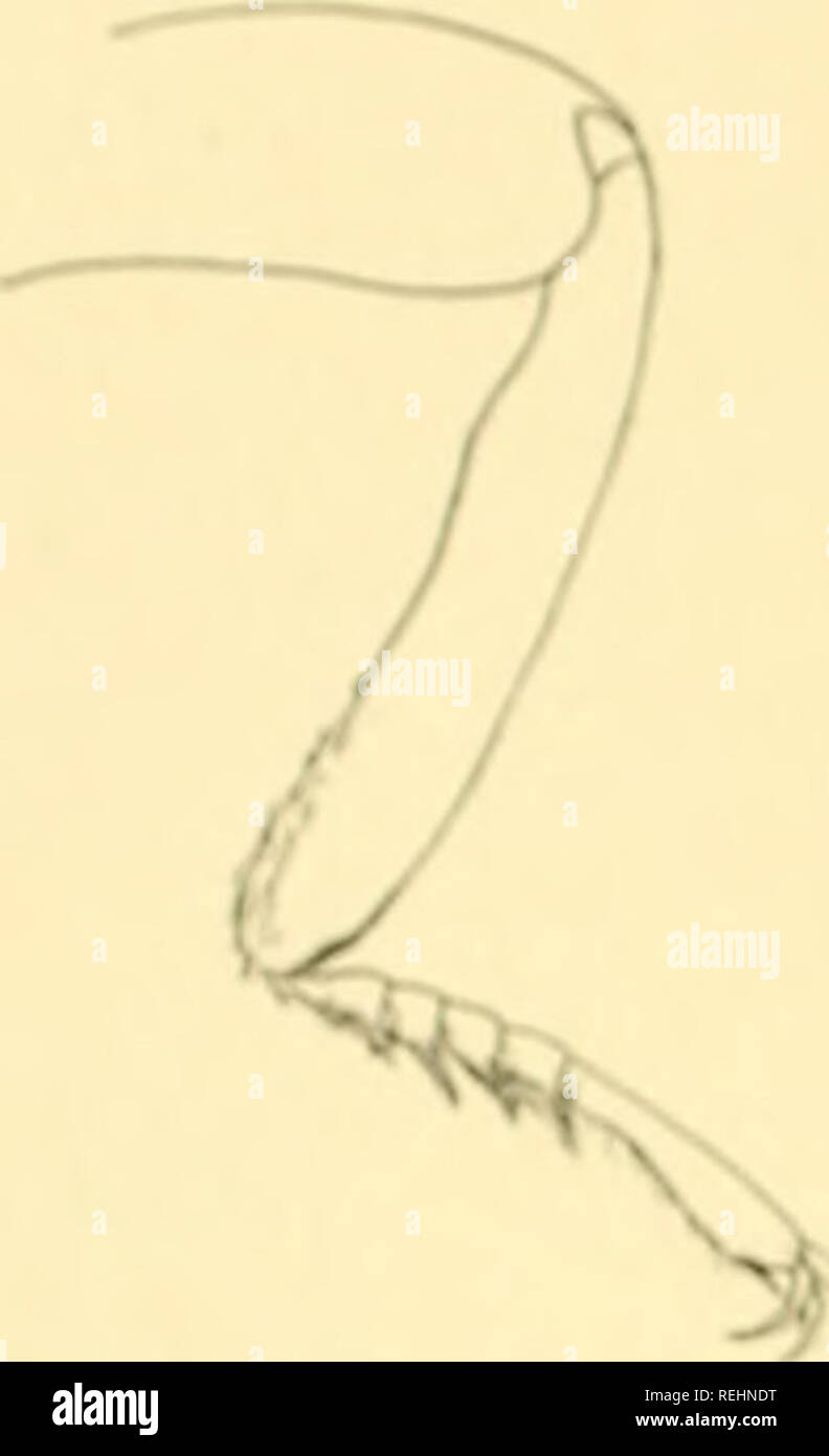 Trich mir hi-res stock photography and images - Alamy