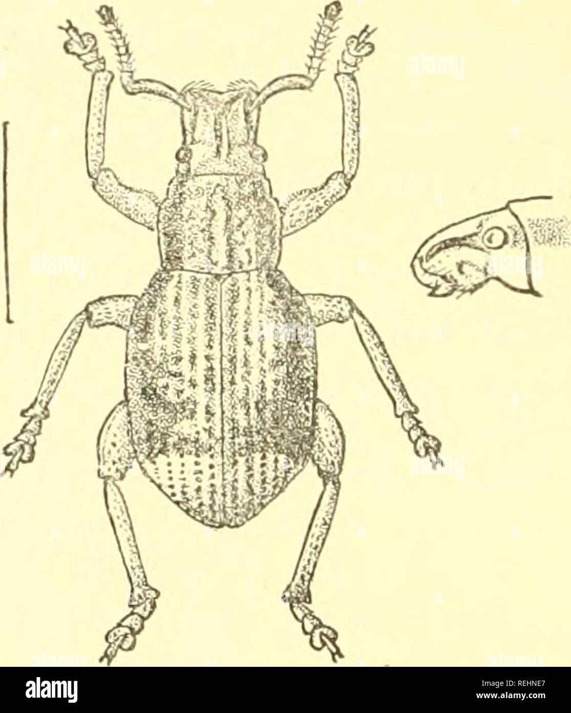 . Coleoptera. Rhynchophora:-Curculionidæ,. Curculionidae. 246 ...