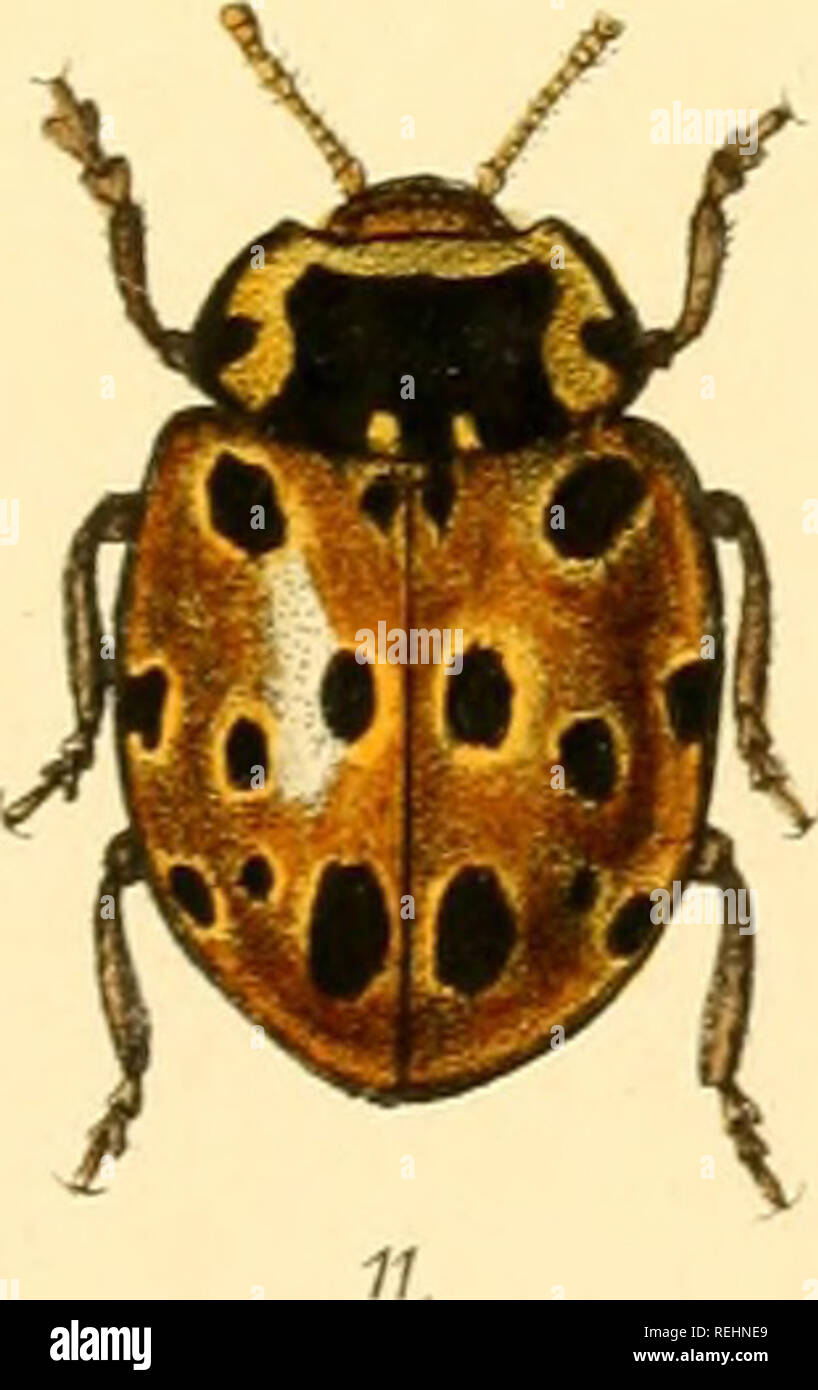 . The Coleoptera of the British islands. A descriptive account of the ...