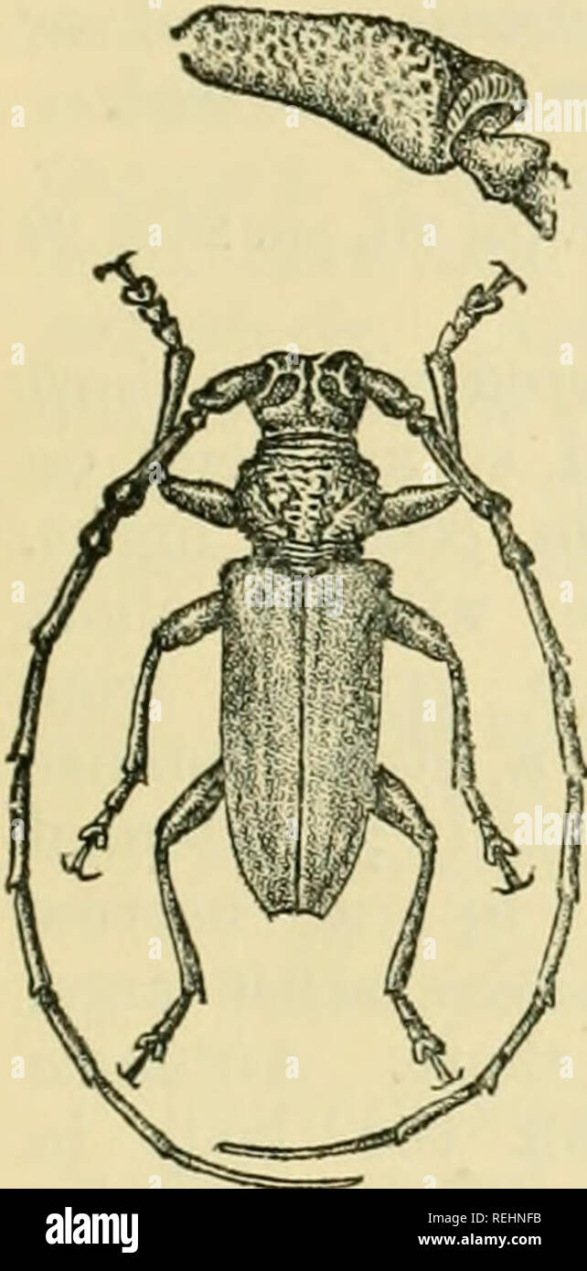 Pachydissus hi-res stock photography and images - Alamy