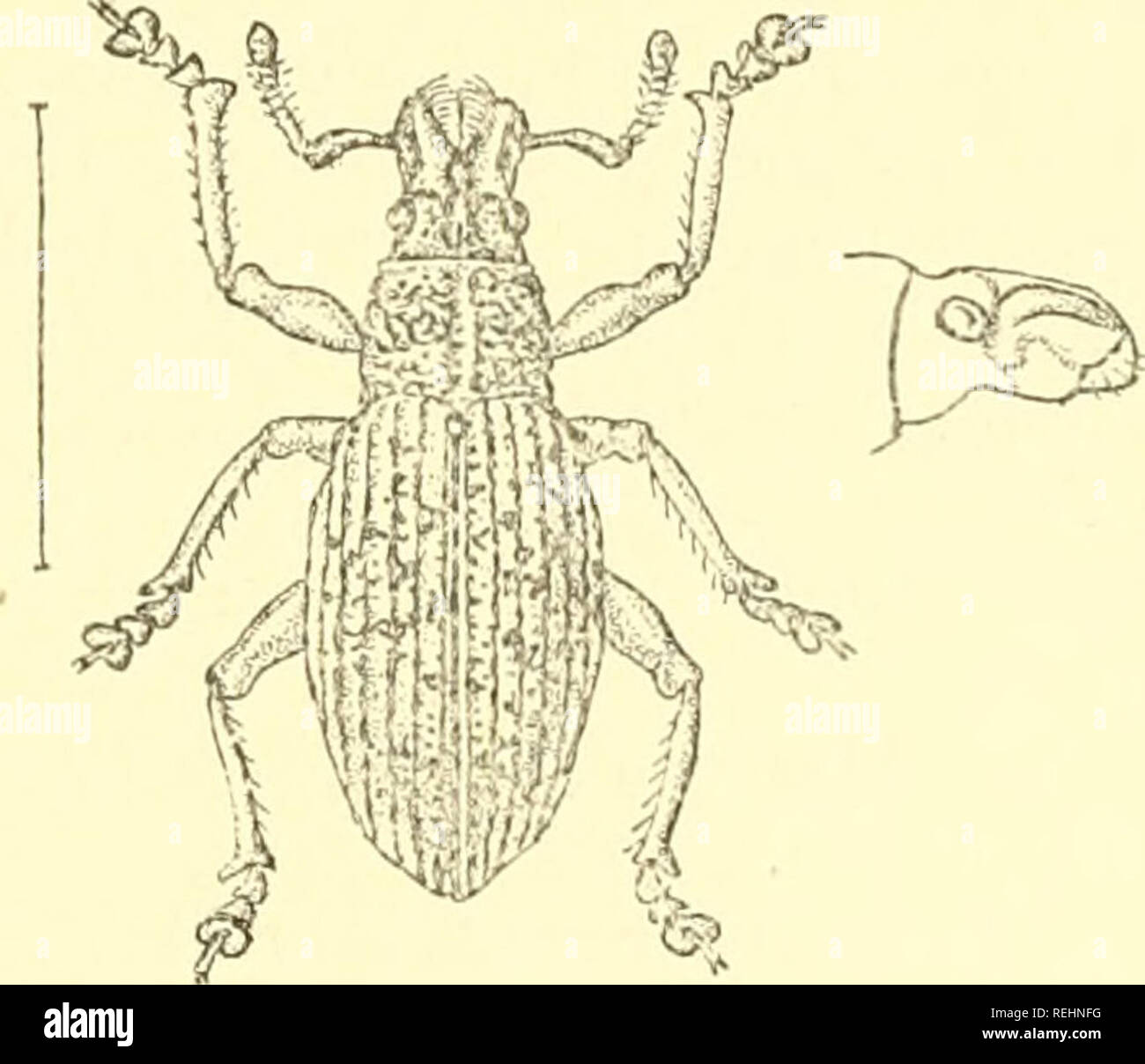 Species c montanus hi-res stock photography and images - Alamy