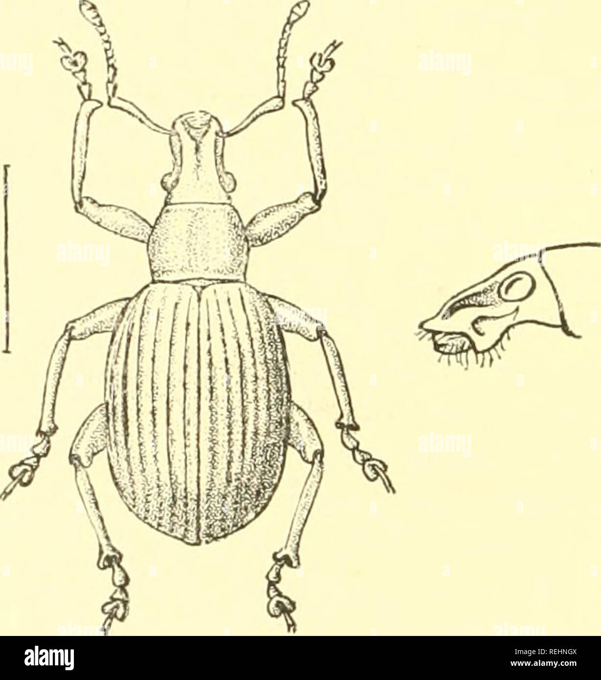 . Coleoptera. Rhynchophora:-Curculionidæ,. Curculionidae. 206 ...