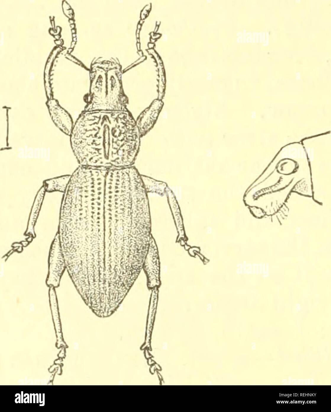 Curculionidae sp hi-res stock photography and images - Alamy