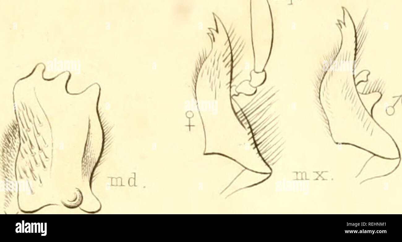 . The coleopterist's manual ... Beetles. PLATE. II. =^mp. Please note ...