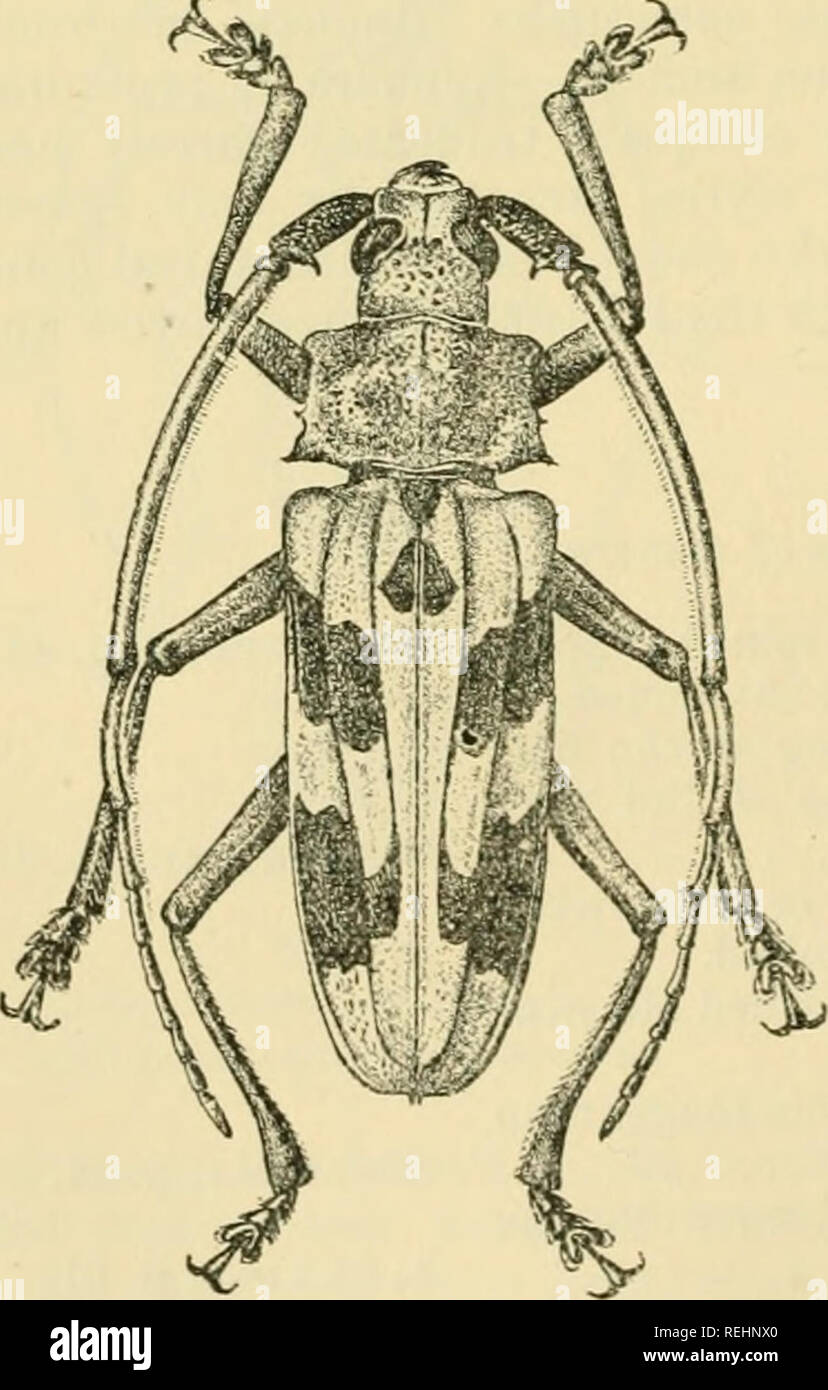 . Coleoptera. Vol. I. [Longicornia. Part I.]. Beetles; Cerambycidae. 42 ...