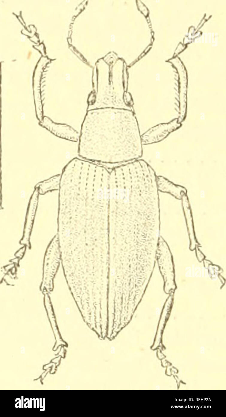 . Coleoptera. Rhynchophora:-Curculionidæ,. Curculionidae. 76 ...