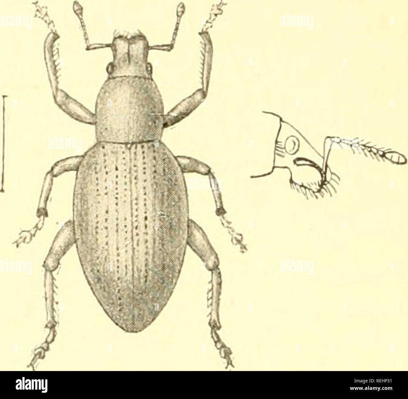 . Coleoptera. Rhynchophora:-Curculionidæ,. Curculionidae. 66 ...