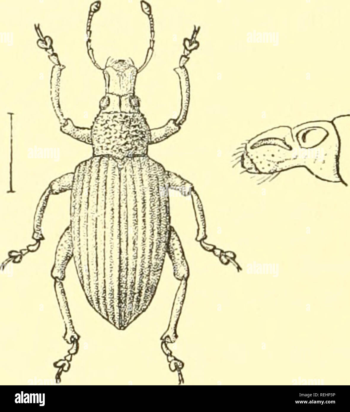 . Coleoptera. Rhynchophora:-Curculionidæ,. Curculionidae. 56 ...