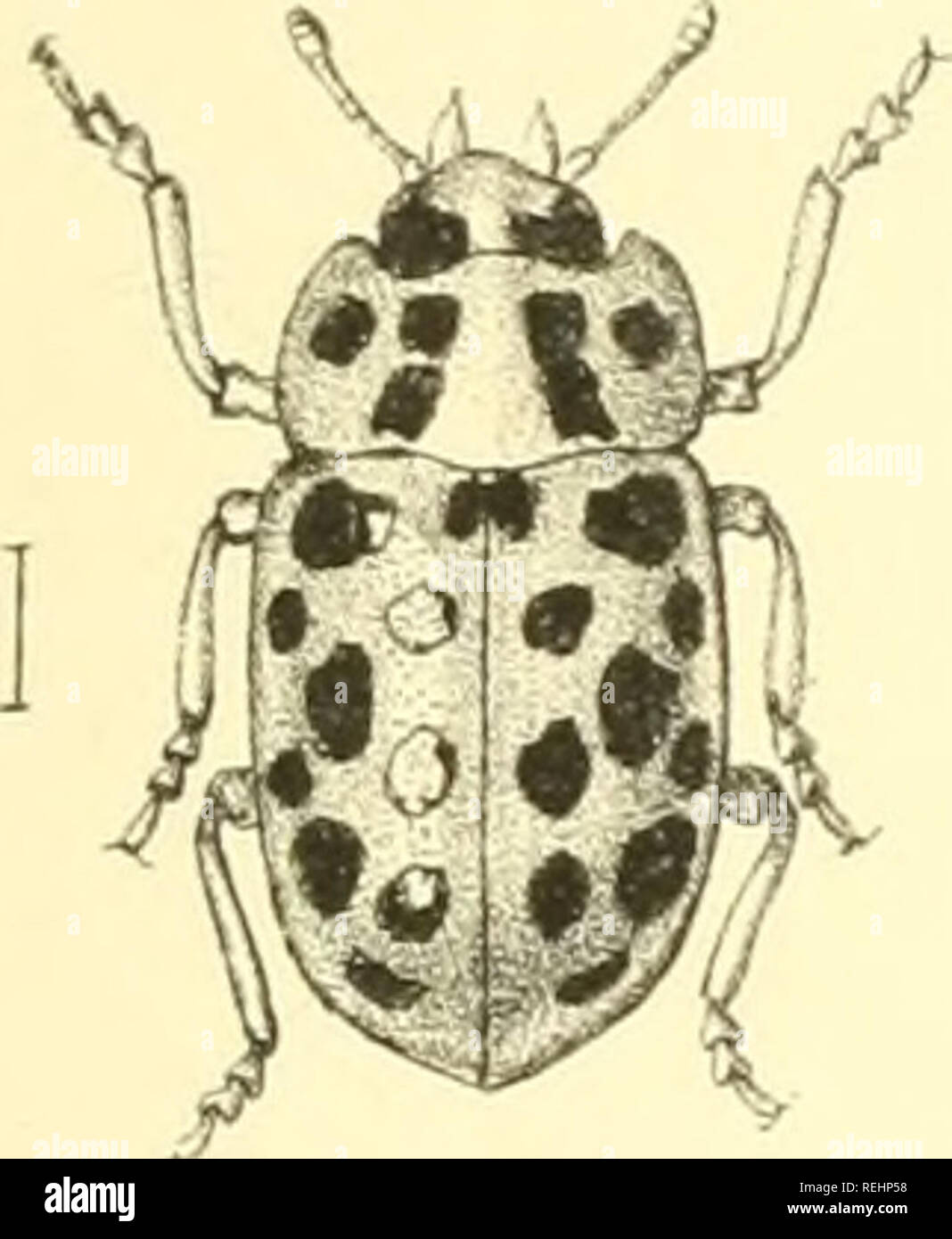 Fowler y kelly hi-res stock photography and images - Alamy