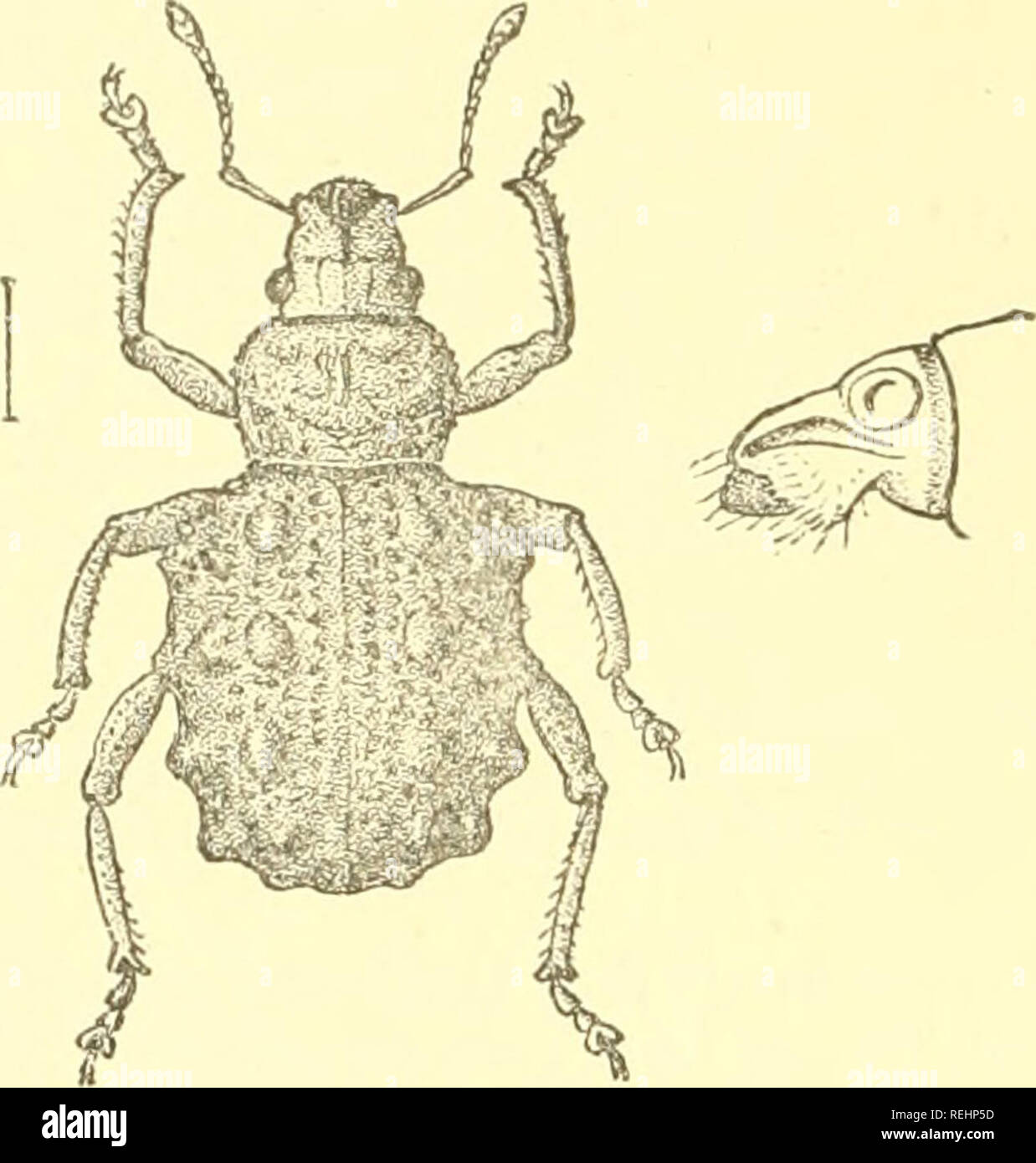 Curculionidae sp hi-res stock photography and images - Alamy