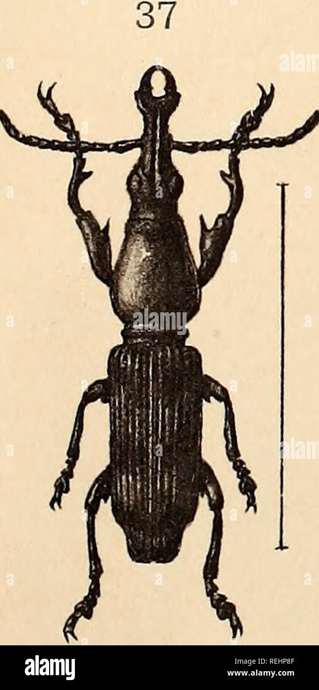 Hermann kolbe hi-res stock photography and images - Alamy