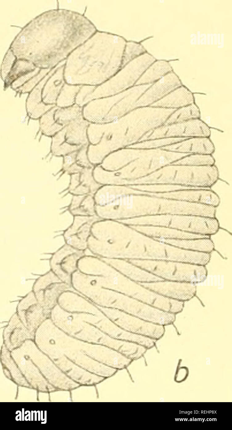 Curculionidae larva hi-res stock photography and images - Alamy