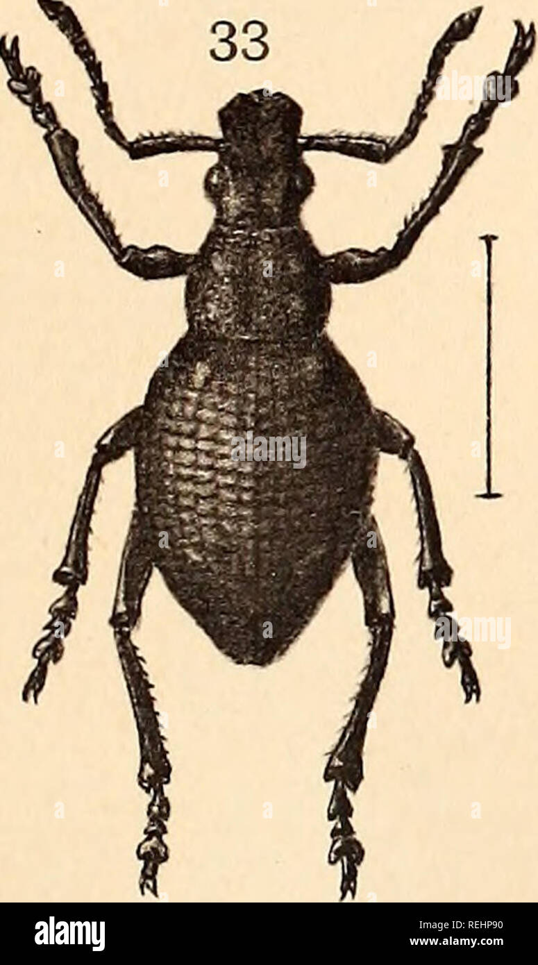 Hermann kolbe hi-res stock photography and images - Alamy