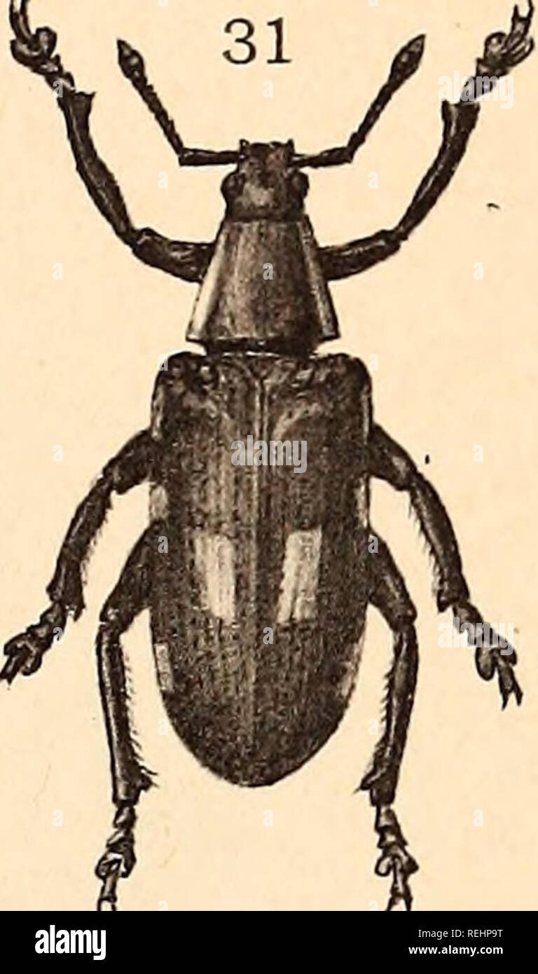 Hermann kolbe hi-res stock photography and images - Alamy