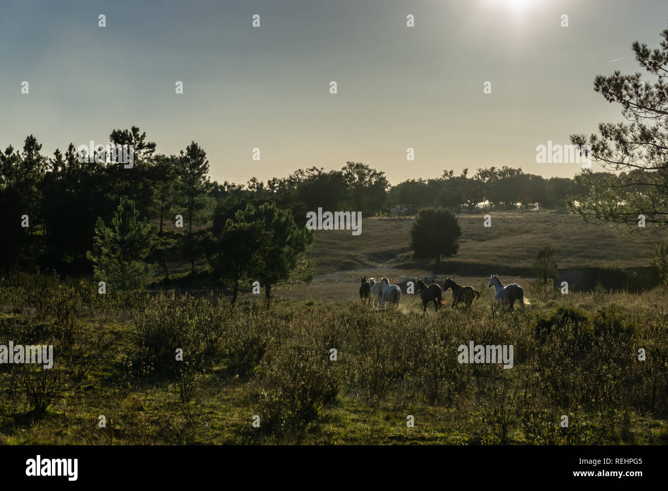 Horse running trot hi-res stock photography and images - Alamy