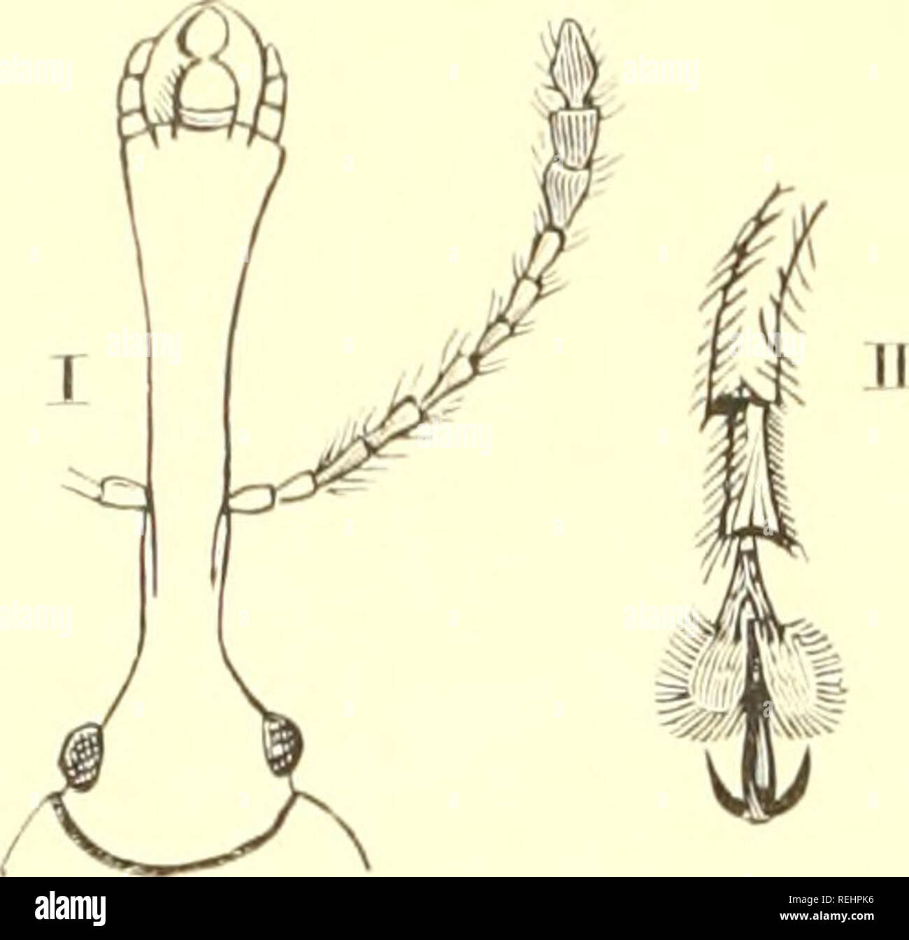 Nemonychidae hi-res stock photography and images - Alamy