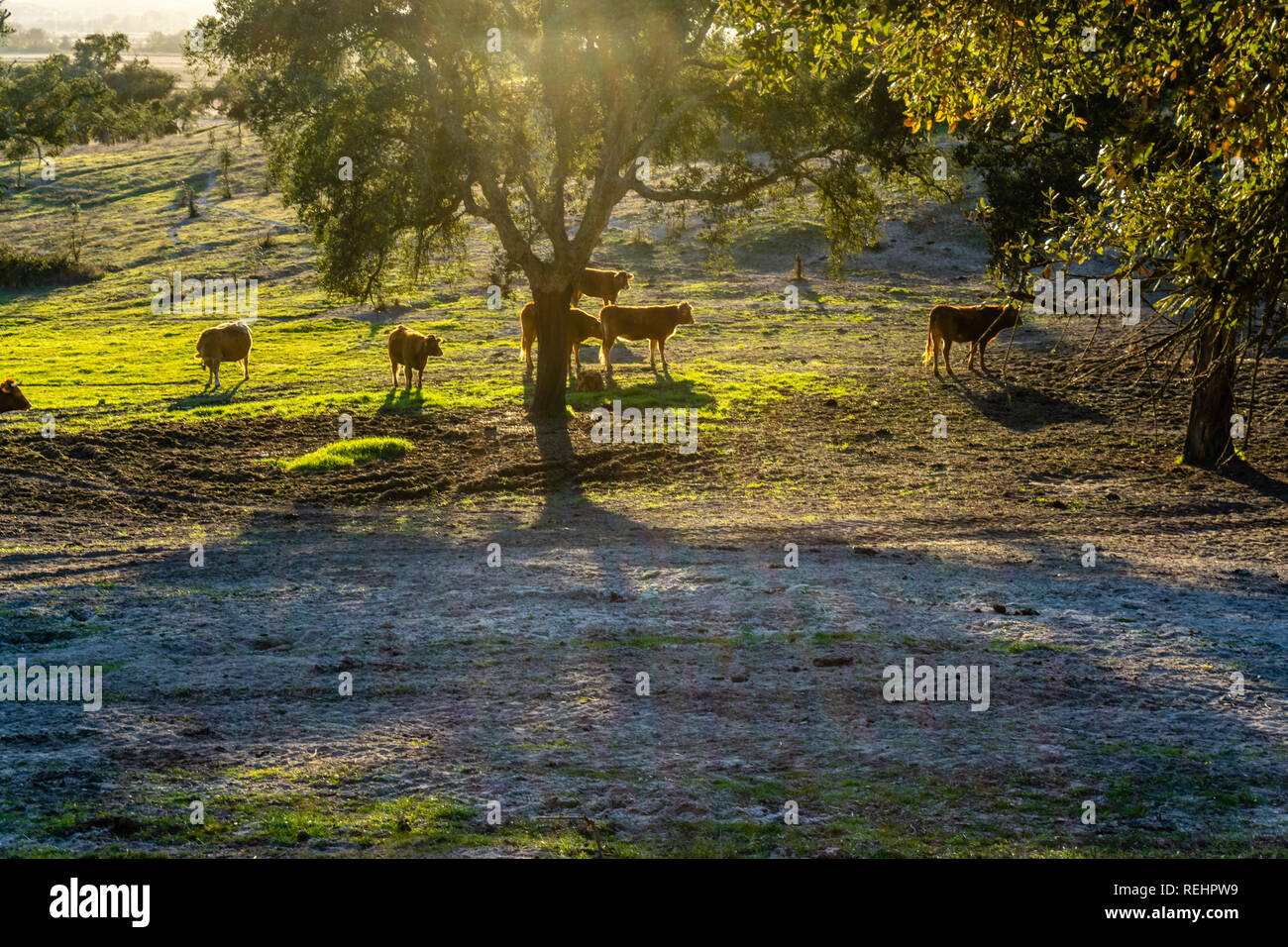 Cows Grazing at Sunset Stock Photo - Alamy