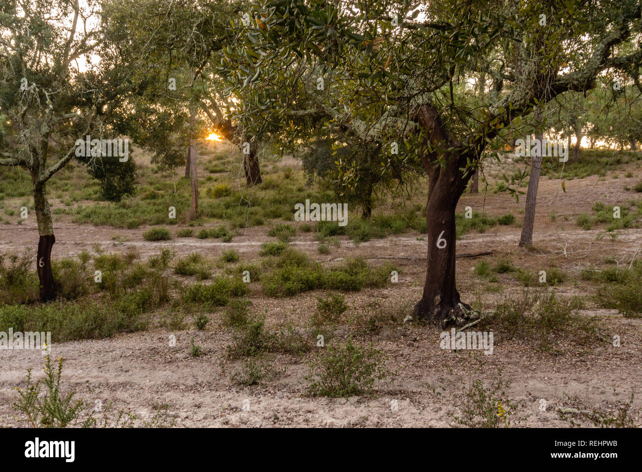 Beautiful view on the plantation of cork oak trees in Portugal Stock ...