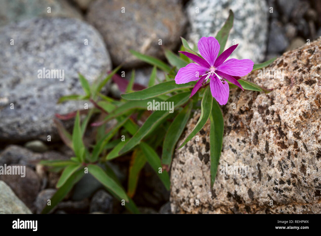 A lone blossom on a dwarf fireweed plant grows on the rocky shores of ...