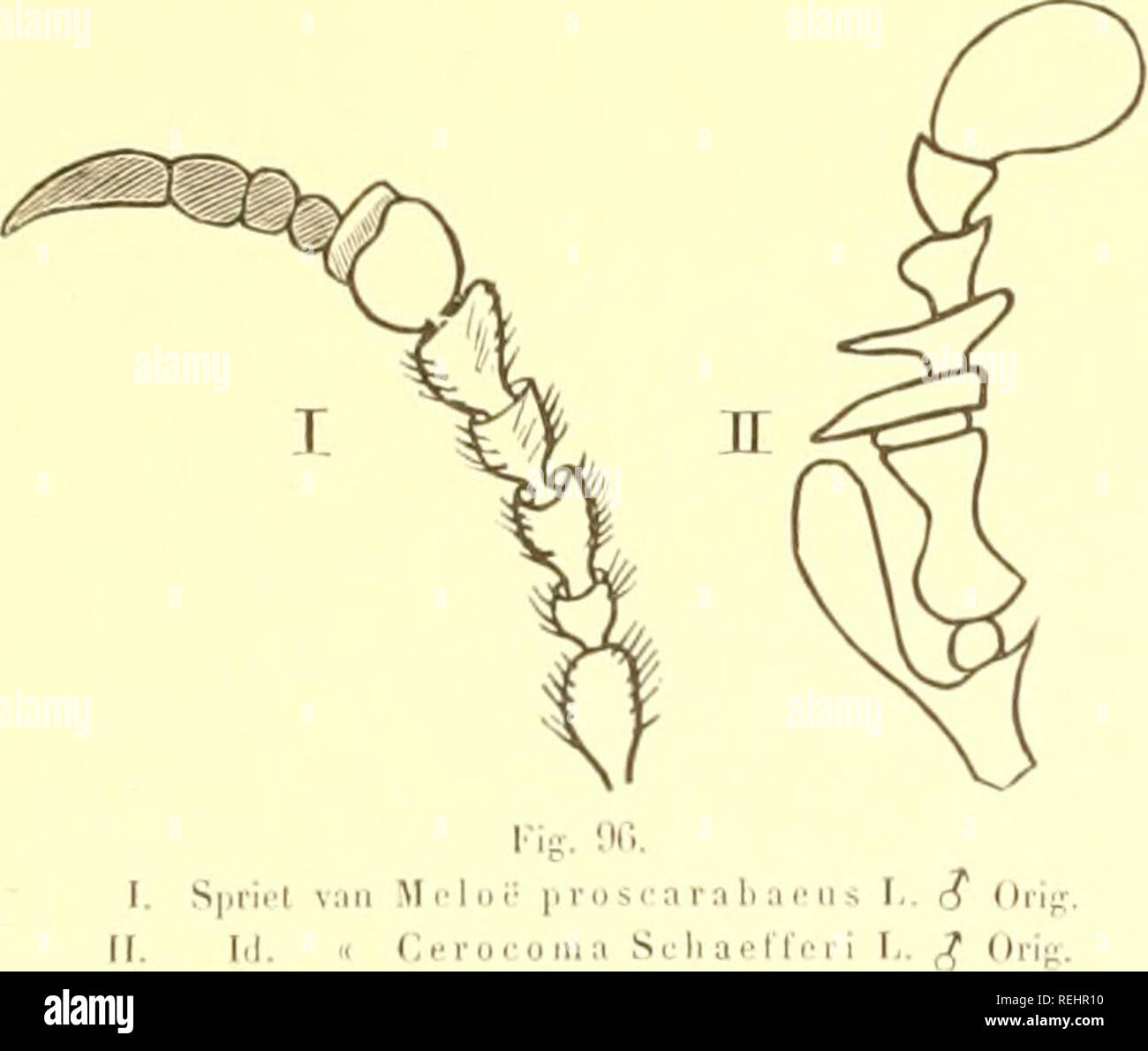 Meloidae familie hi-res stock photography and images - Alamy