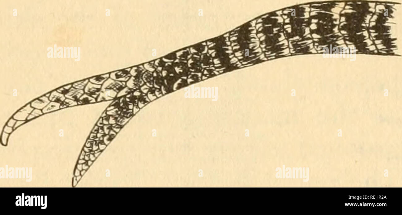 King of the lizards hi-res stock photography and images - Alamy