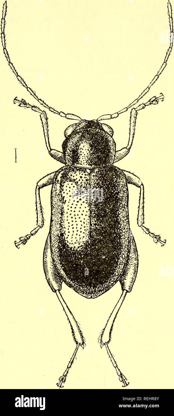 . Coleoptera. Chrysomelidæ. Chrysomelidae; Beetles. LONGITAESUS. 341 ...