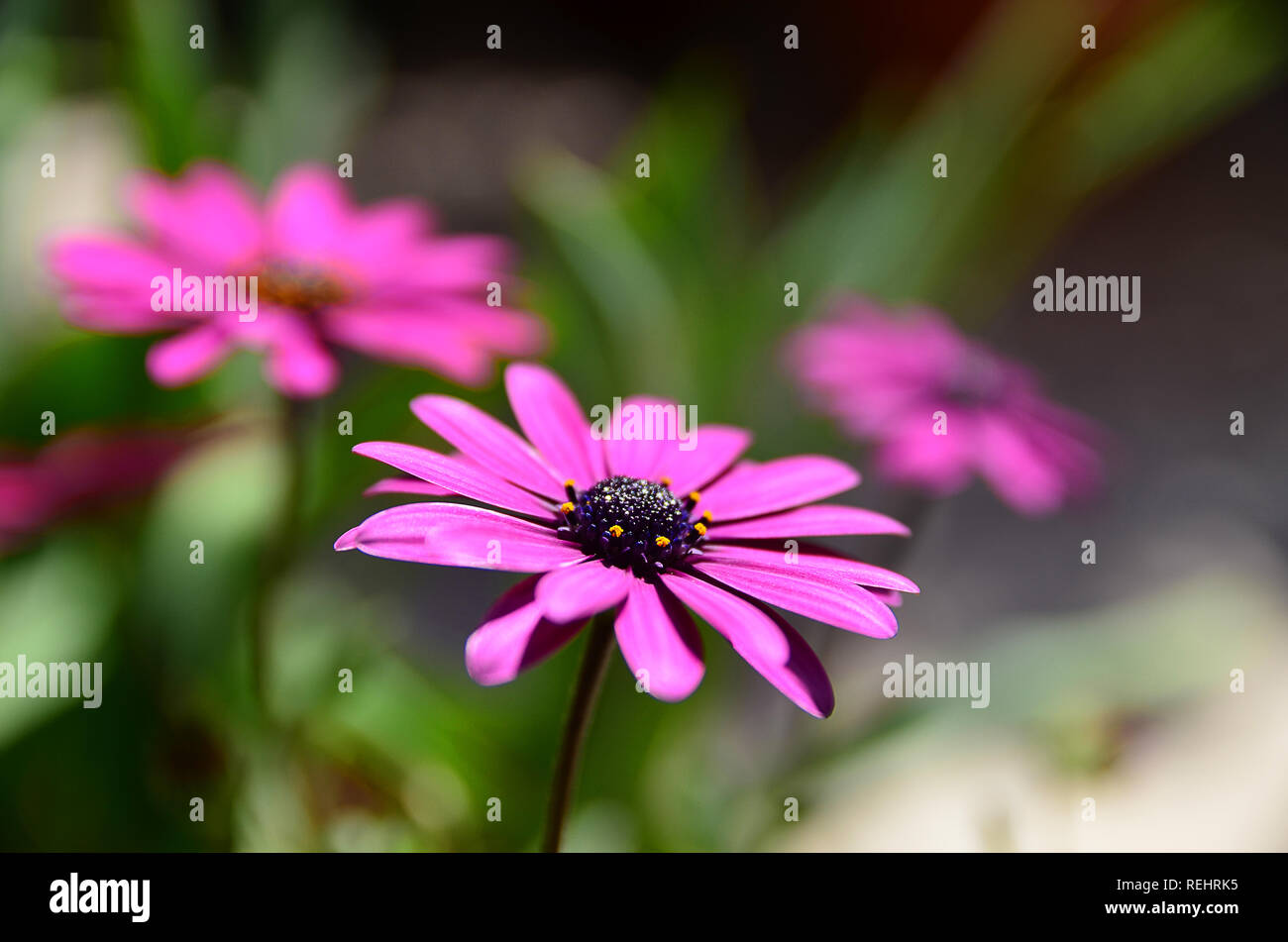 Group of 3 Purple African daisies, also known as Osteospermum by Flavia ...