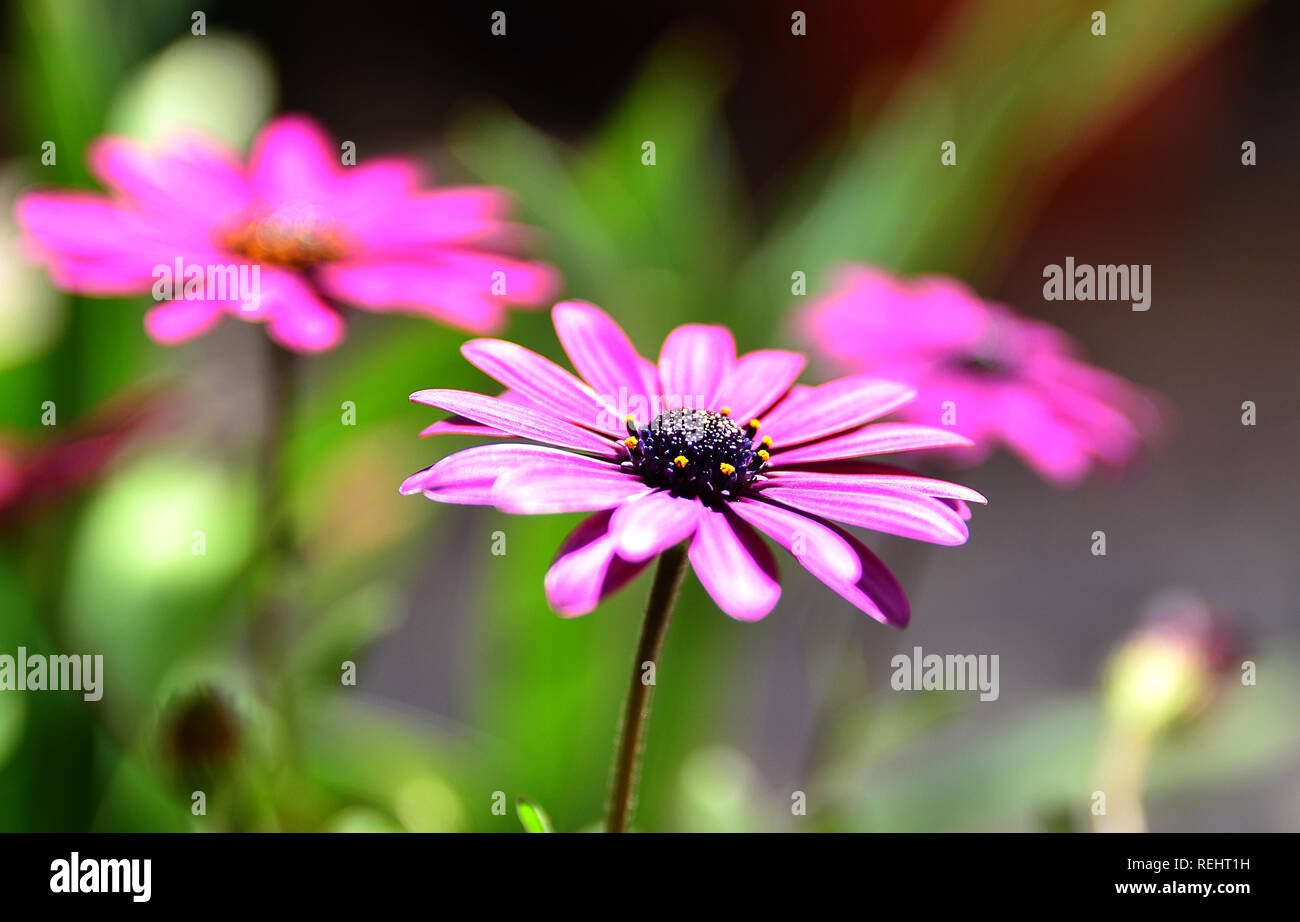 Three petals purple flower hi-res stock photography and images - Alamy