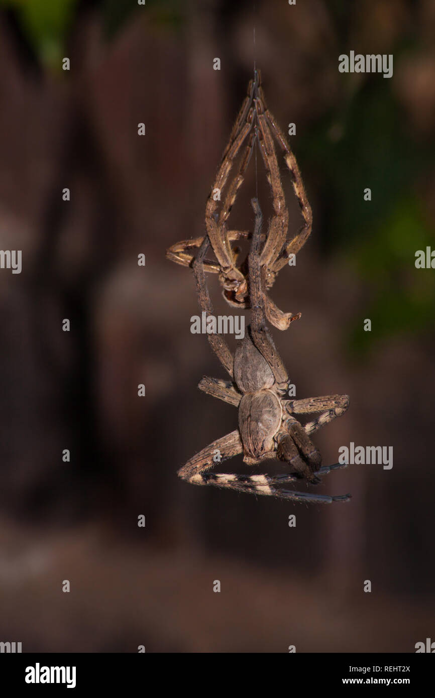Yellow huntsman spider hi-res stock photography and images - Alamy