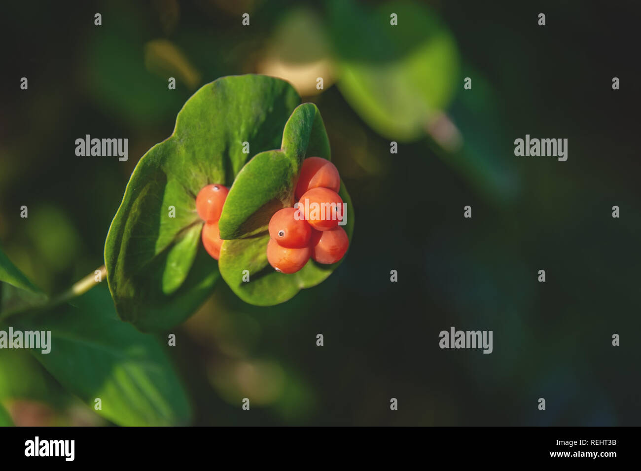 Caprifolium High Resolution Stock Photography and Images - Alamy