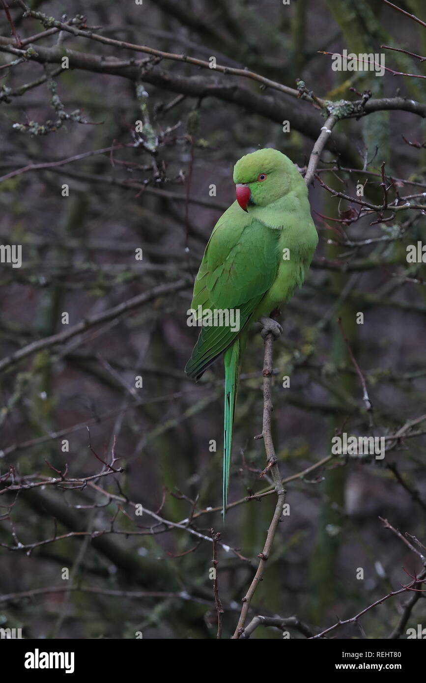 Feral parakeets hi-res stock photography and images - Alamy
