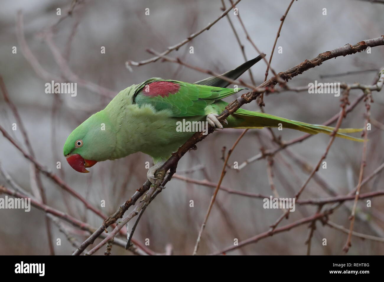 Alexandrine parakeets hi-res stock photography and images - Alamy