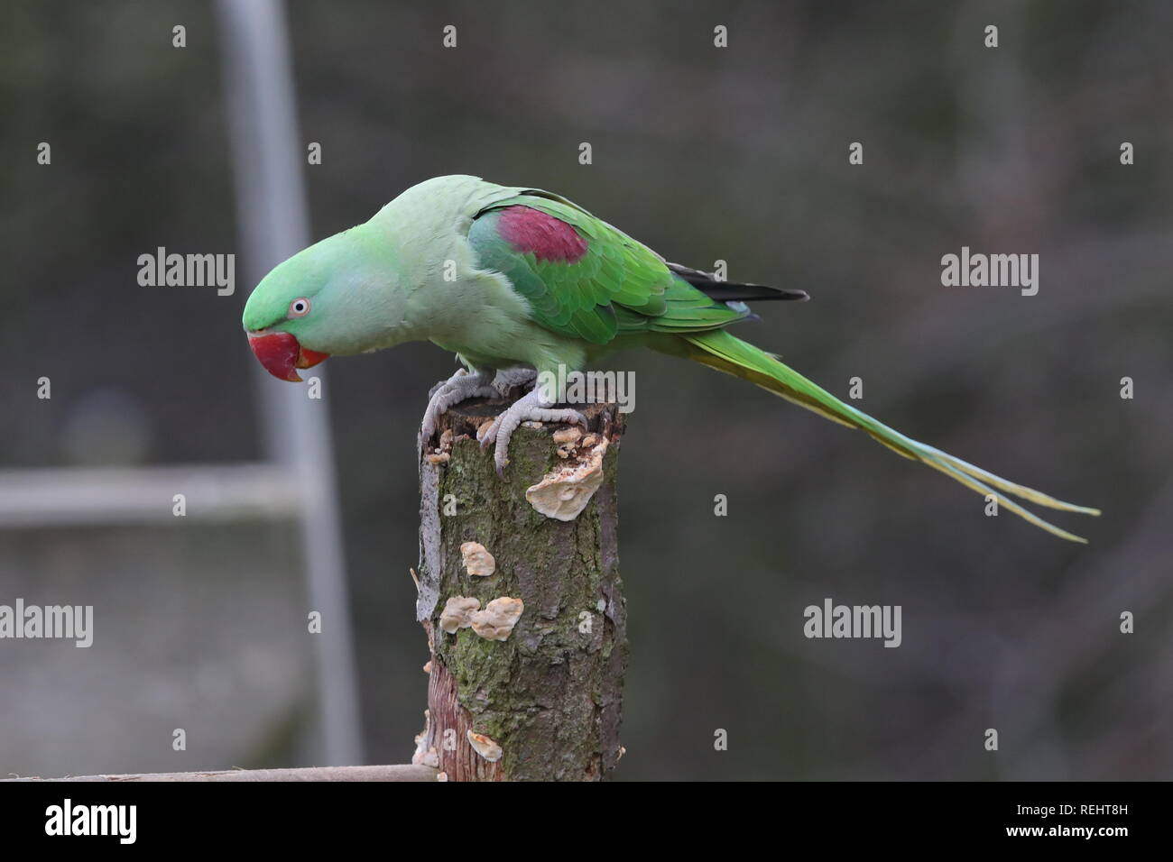 Alexandrine parakeets hi-res stock photography and images - Alamy