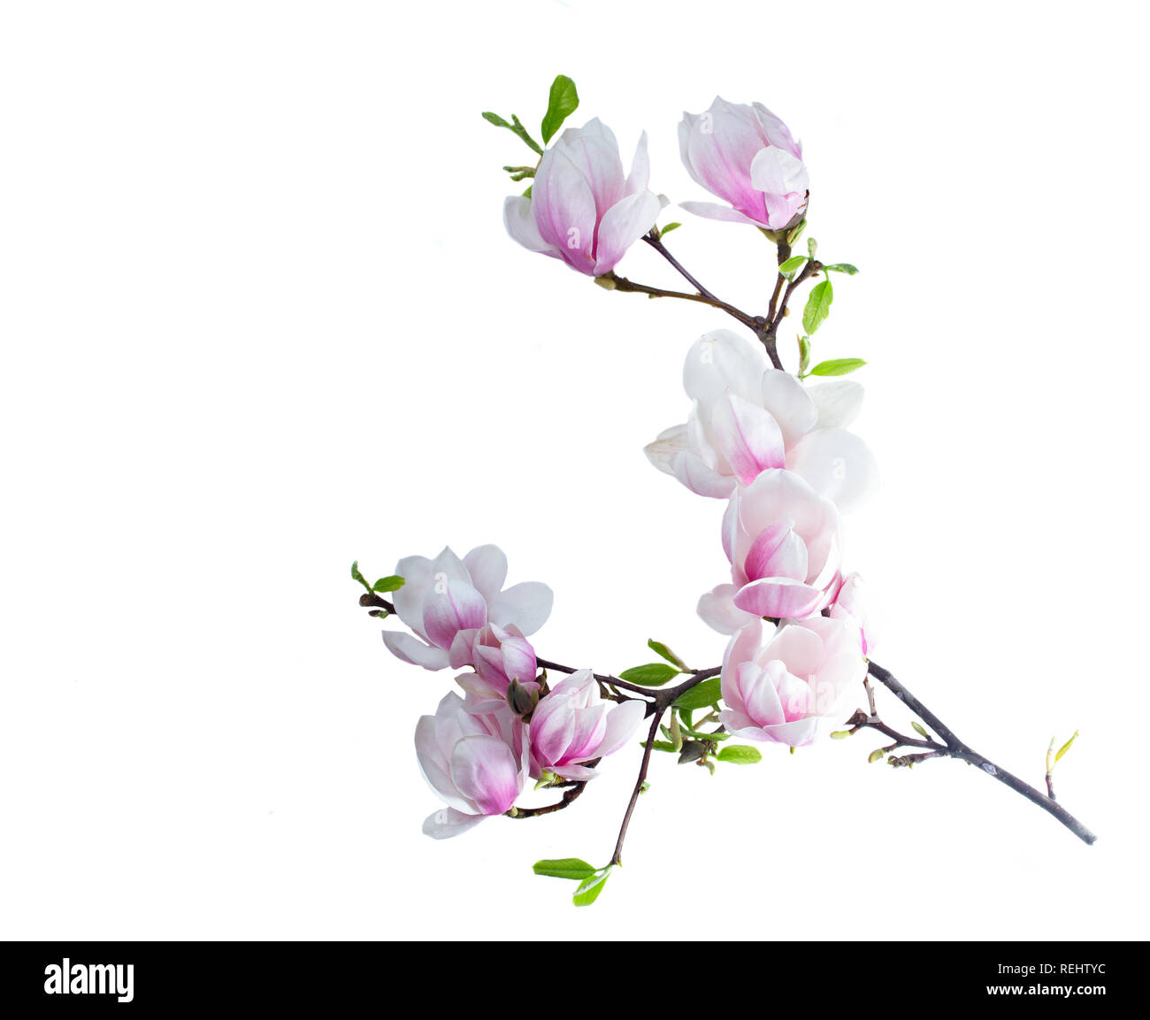 Greeting card magnolia flowers Cut Out Stock Images & Pictures - Alamy