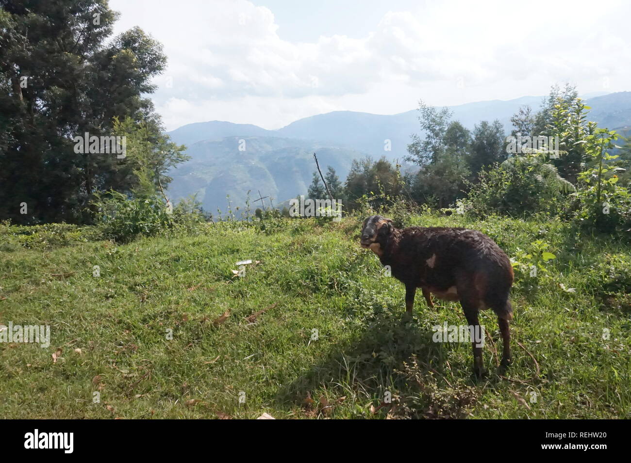 African sheep breed hi-res stock photography and images - Alamy