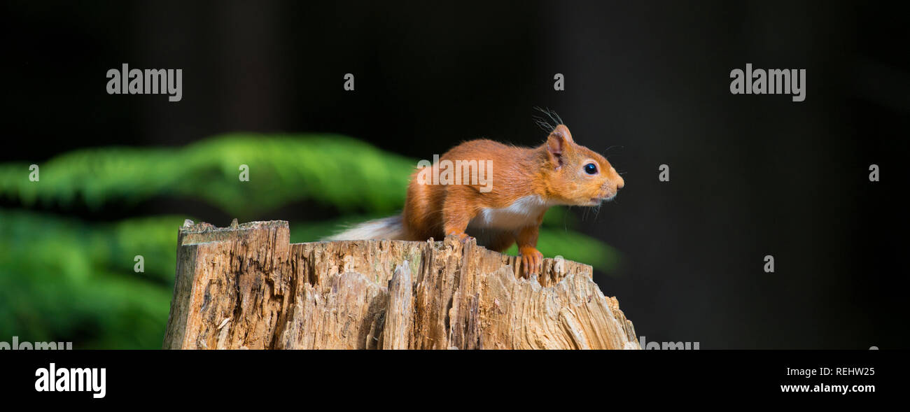 A curious endangered Red squirrel sits on a tree stump listening and ...