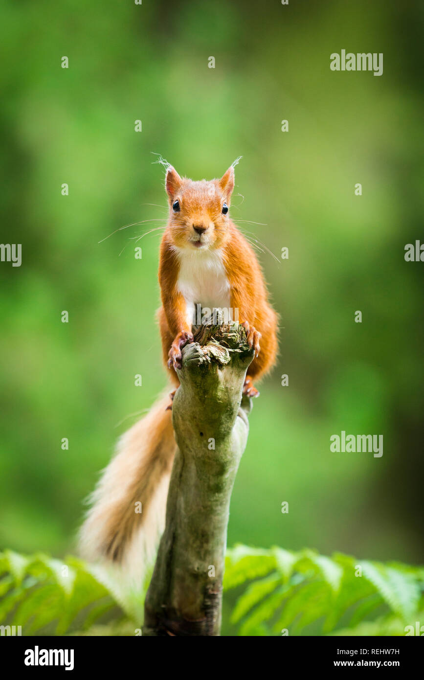A curious endangered red squirrel balances on a tree branch looking ...