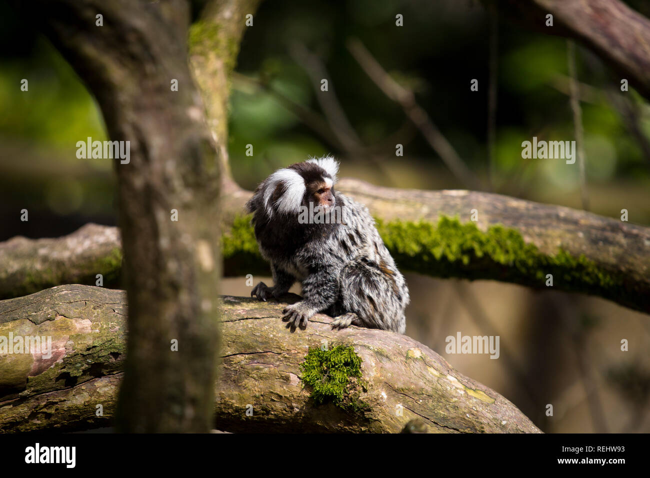 A common Marmoset sitting on a tree branch in Dartmoor Zoo Devon Stock ...