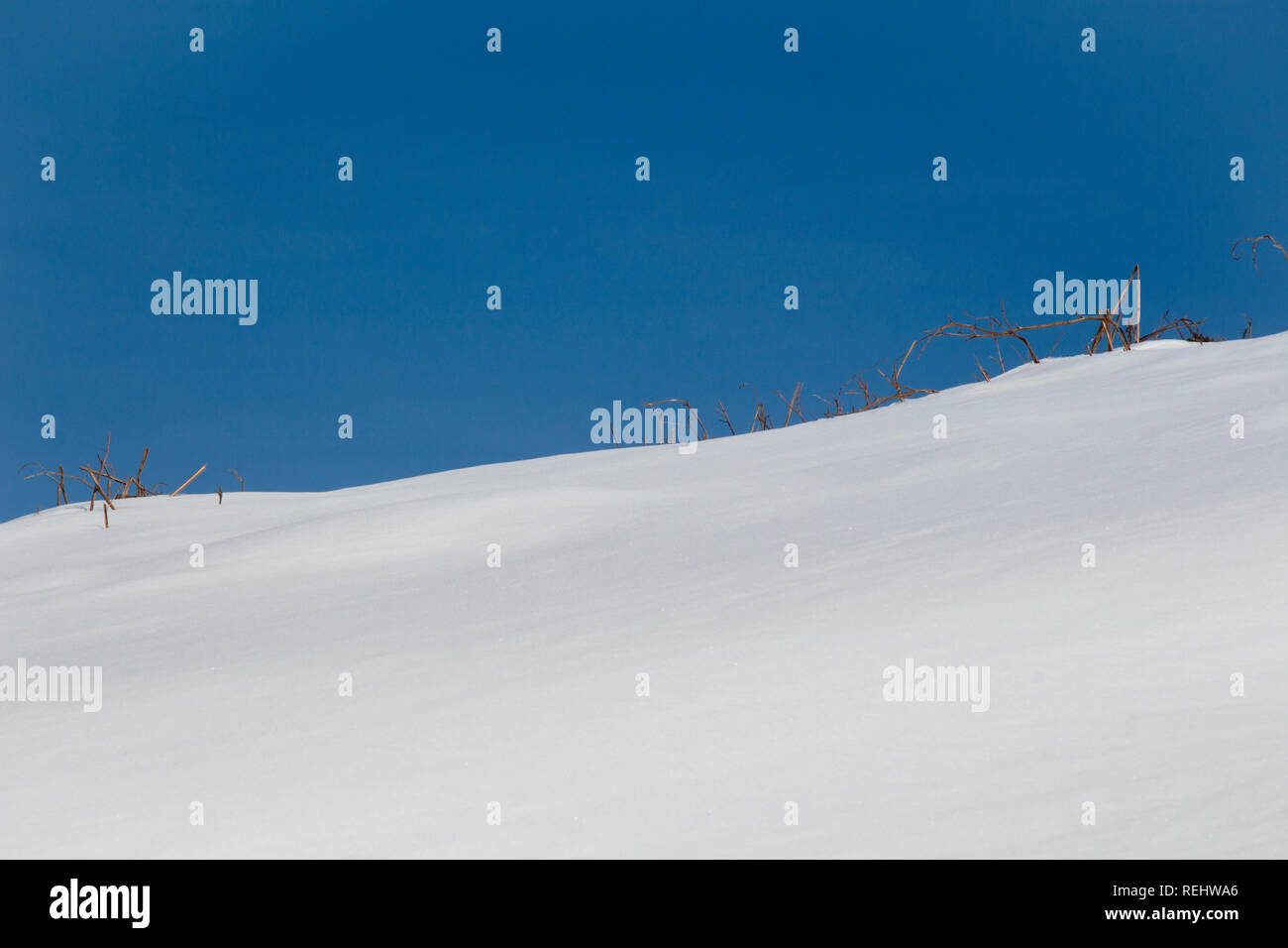 A snow bank with dead grass poking through Stock Photo - Alamy