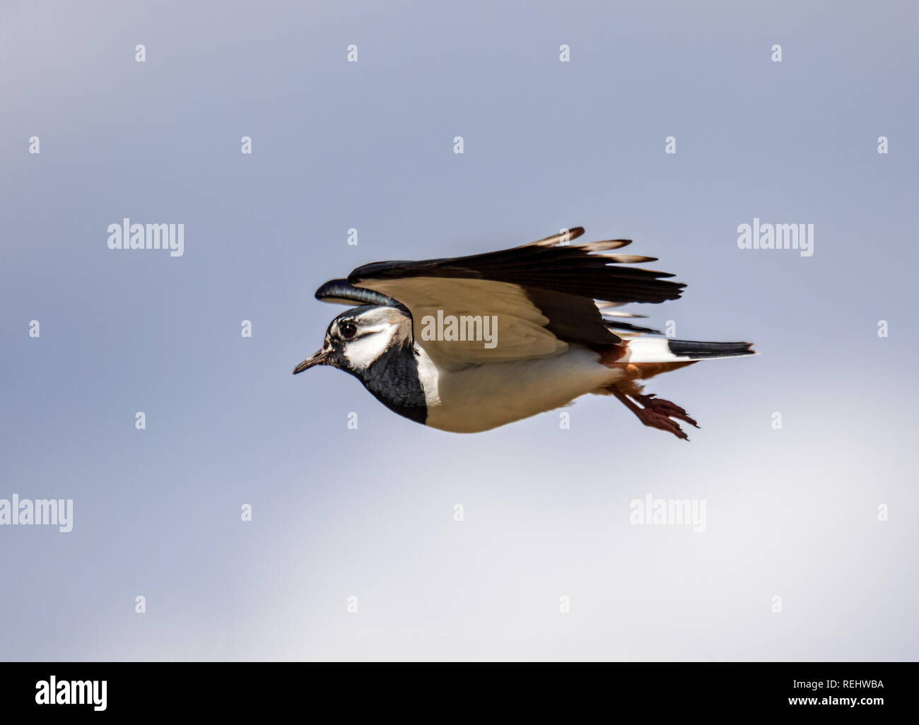 Close up on lapwing bird hi-res stock photography and images - Alamy