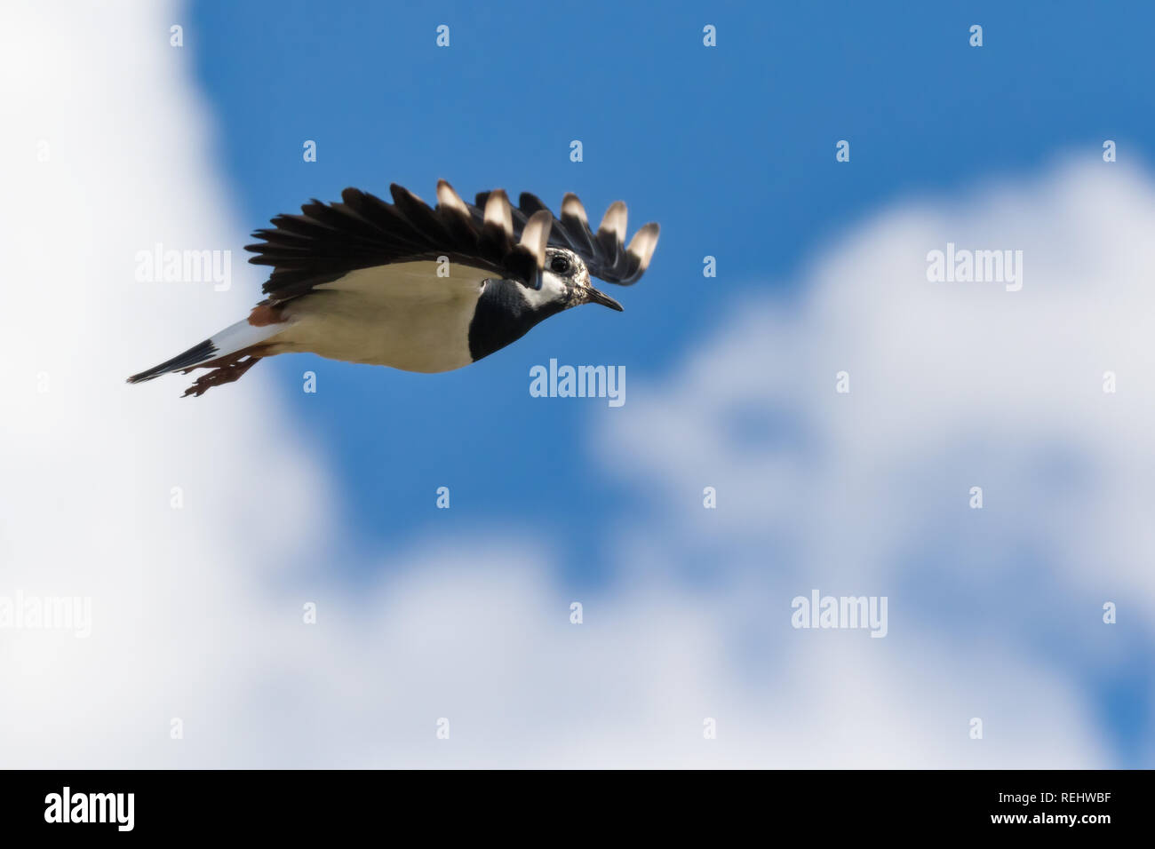 Lapwing hi-res stock photography and images - Alamy