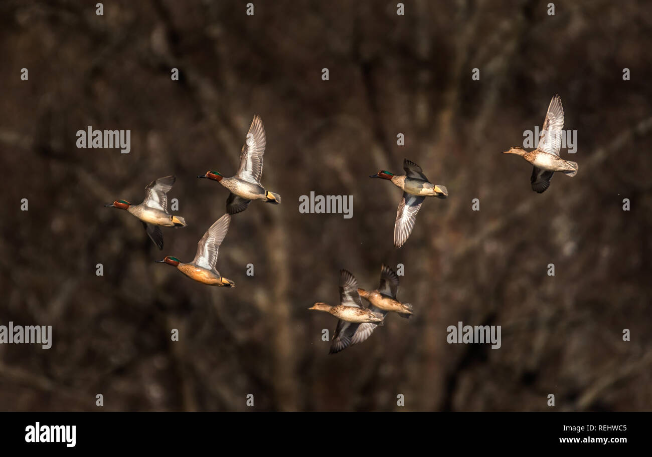 Teal duck flying hi-res stock photography and images - Alamy