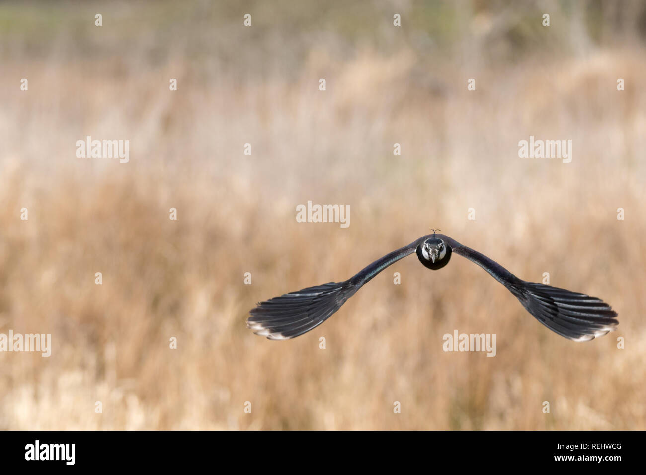 Flying lapwing hi-res stock photography and images - Alamy