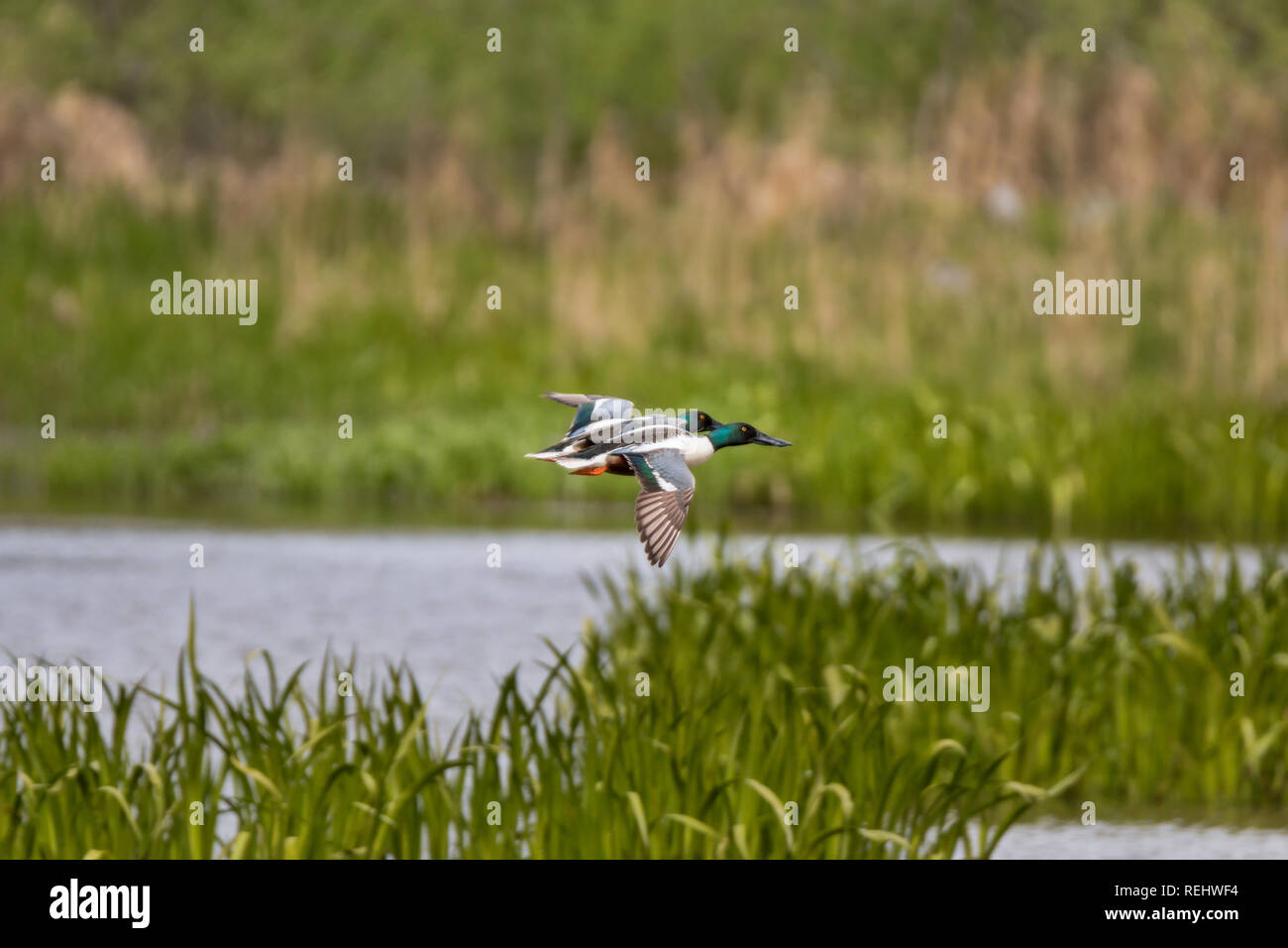 Flying Northern Shoveler High Resolution Stock Photography and Images ...